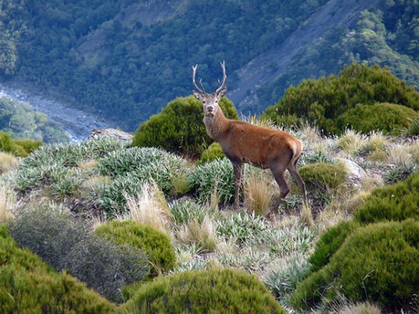 Guided New Zealand Deer Hunting | Canterbury Tahr Hunting Guide NZ