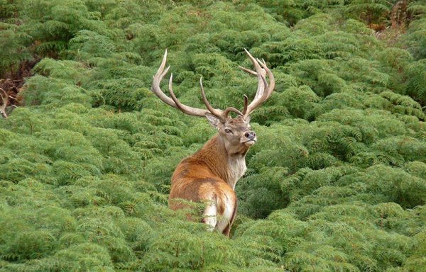 Guided New Zealand Deer Hunting | Canterbury Tahr Hunting Guide NZ
