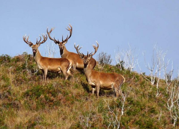 Guided New Zealand Deer Hunting | Canterbury Tahr Hunting Guide NZ
