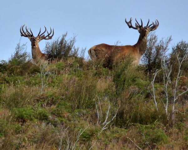Guided New Zealand Deer Hunting | Canterbury Tahr Hunting Guide NZ