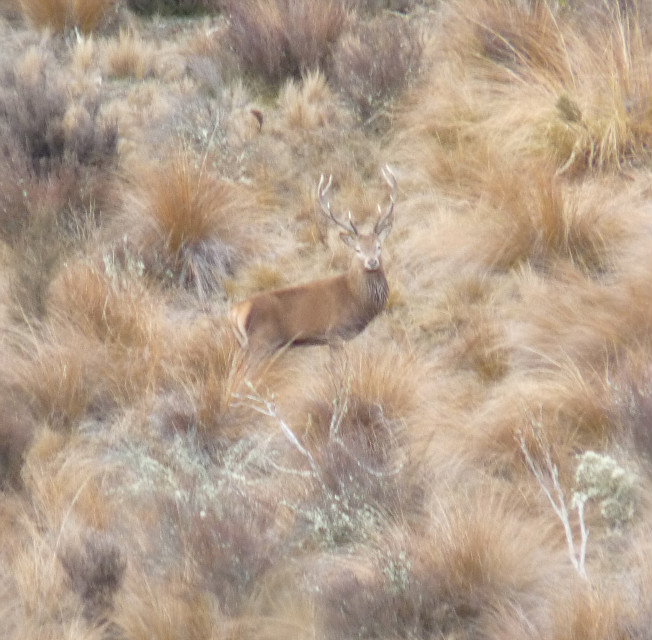 Guided New Zealand Deer Hunting | Canterbury Tahr Hunting Guide NZ