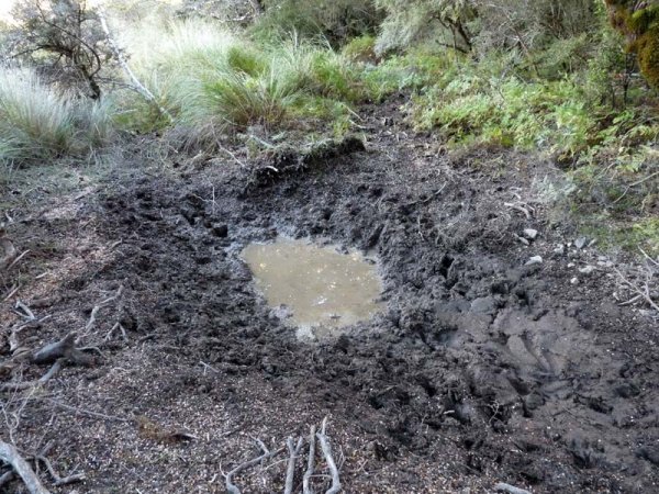 Guided New Zealand Deer Hunting | Canterbury Tahr Hunting Guide NZ