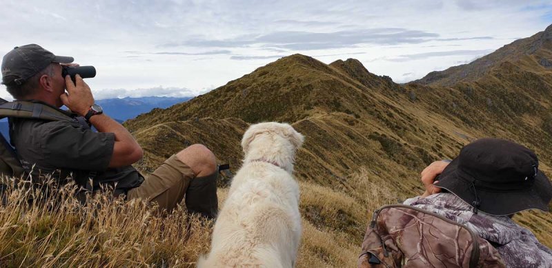 New Zealand Hunting Guide, Canterbury Tahr Hunting Services, Thar NZ