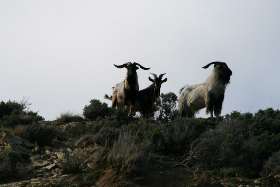 New Zealand Wild Game Hunting, Pigs, Wallabies, Wild Goats | Canterbury ...