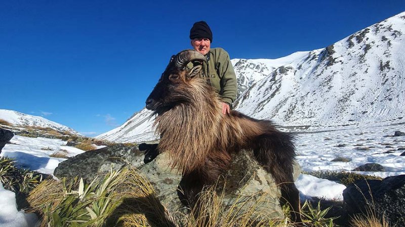 Guided Tahr Hunting in New Zealand, Thar Hunting NZ | Canterbury Tahr ...