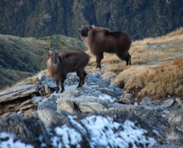 Guided Tahr Hunting in New Zealand, Thar Hunting NZ | Canterbury Tahr ...