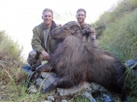 Guided Tahr Hunting in New Zealand, Thar Hunting NZ | Canterbury Tahr ...