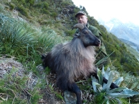 Guided Tahr Hunting in New Zealand, Thar Hunting NZ | Canterbury Tahr ...