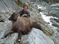 Guided Tahr Hunting in New Zealand, Thar Hunting NZ | Canterbury Tahr ...