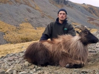 Guided Tahr Hunting in New Zealand, Thar Hunting NZ | Canterbury Tahr ...