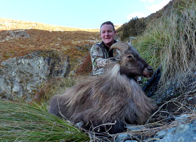 Guided Tahr Hunting in New Zealand, Thar Hunting NZ | Canterbury Tahr ...