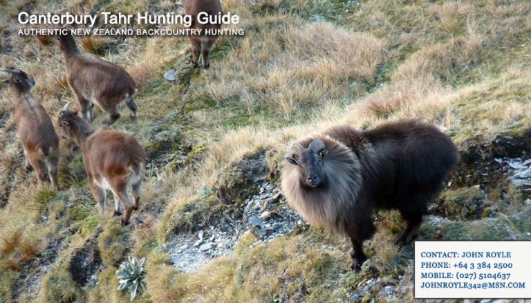 Guided Tahr Hunting in New Zealand, Thar Hunting NZ | Canterbury Tahr ...