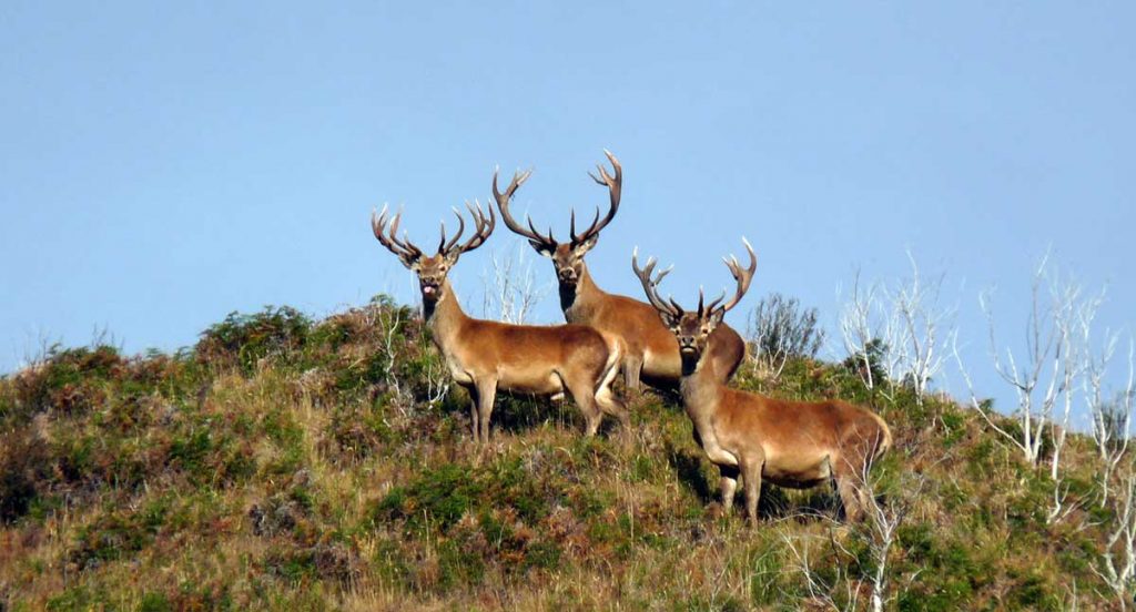 Guided New Zealand Deer Hunting | Canterbury Tahr Hunting Guide NZ