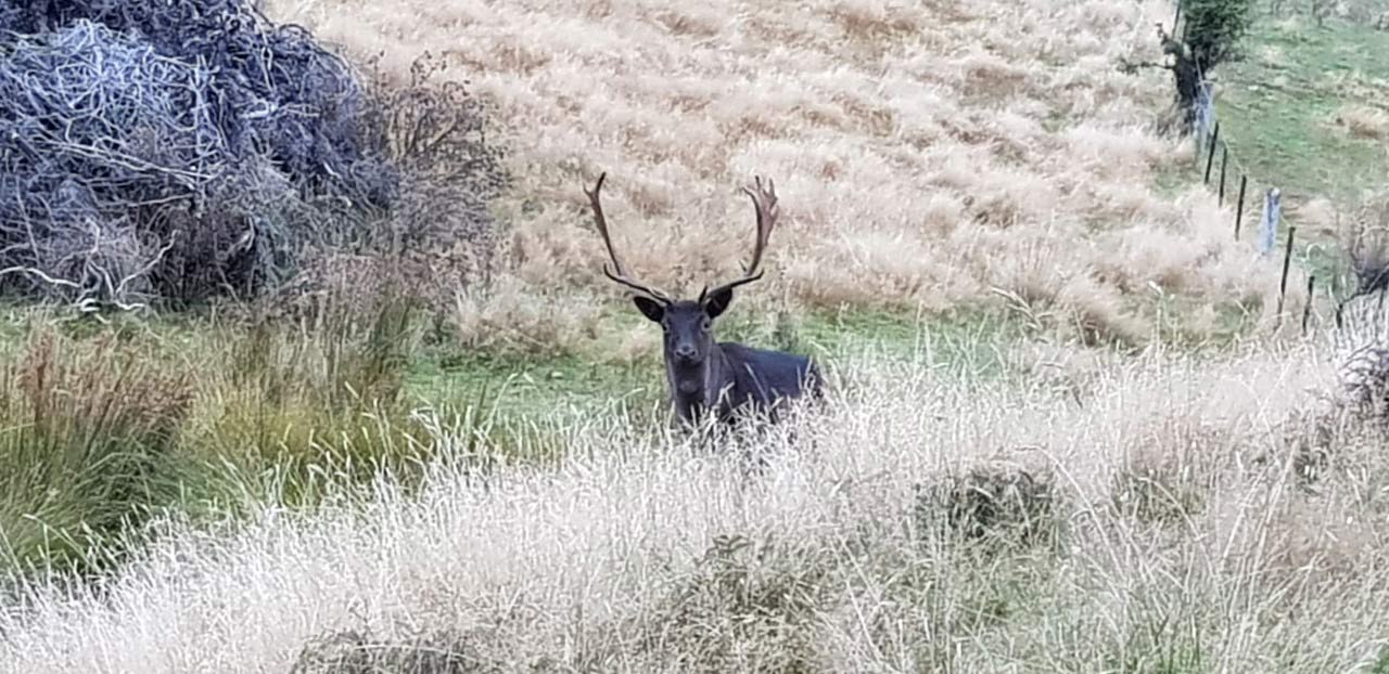Fallow Deer Hunting in New Zealand | Canterbury Tahr Hunting Guide NZ